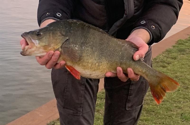 Recordvangst baars van 53 cm 2020 | Vangstenregistratie.nl